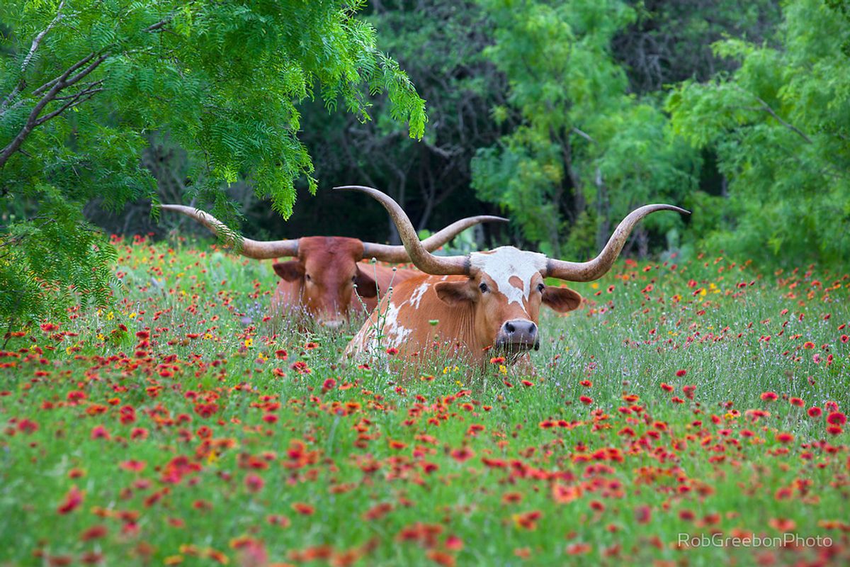 Texas Wildflowers Are A Thing And They Are Beautiful