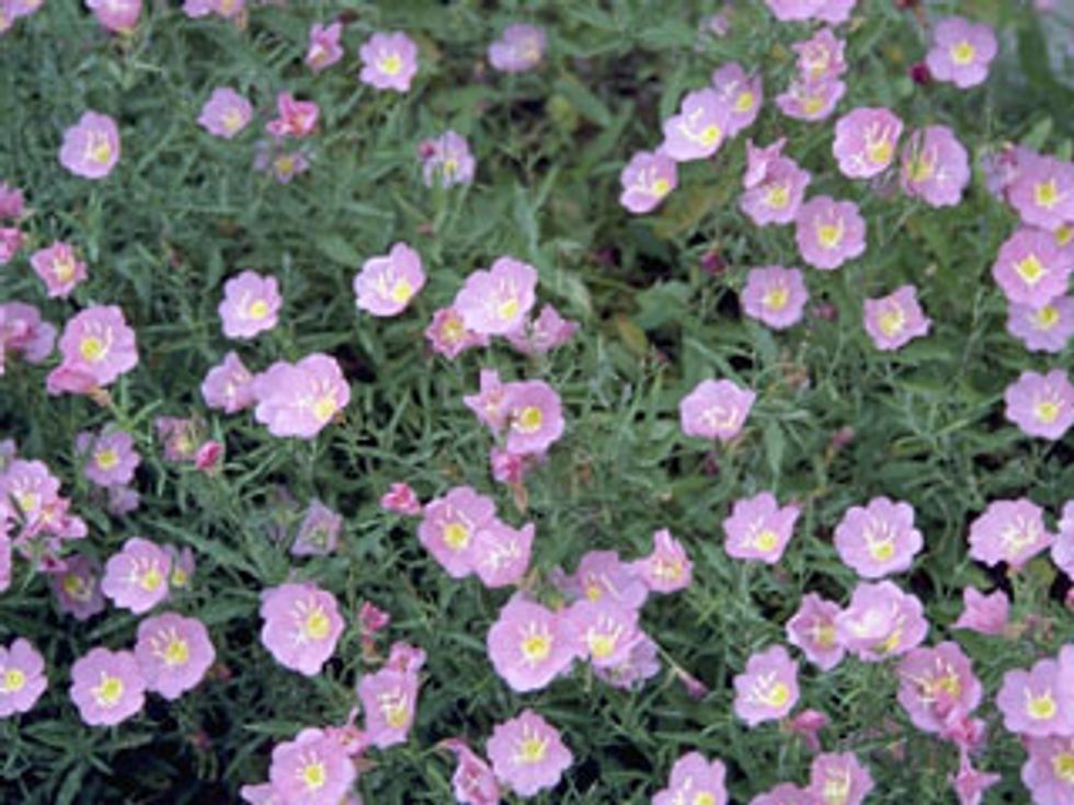Texas Wildflowers Are A Thing And They Are Beautiful