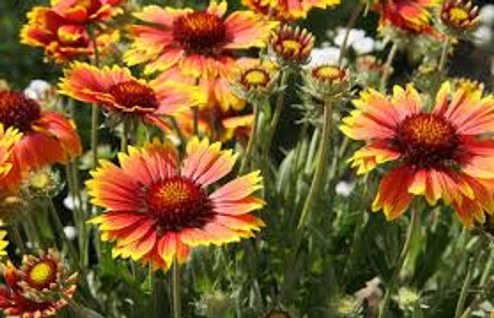 Texas Wildflowers Are A Thing And They Are Beautiful