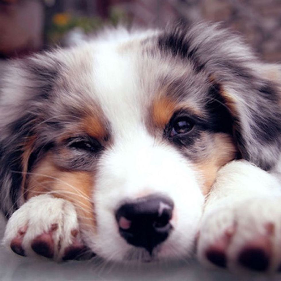 16 Photos That will Make you Want to Open a Dog Hotel