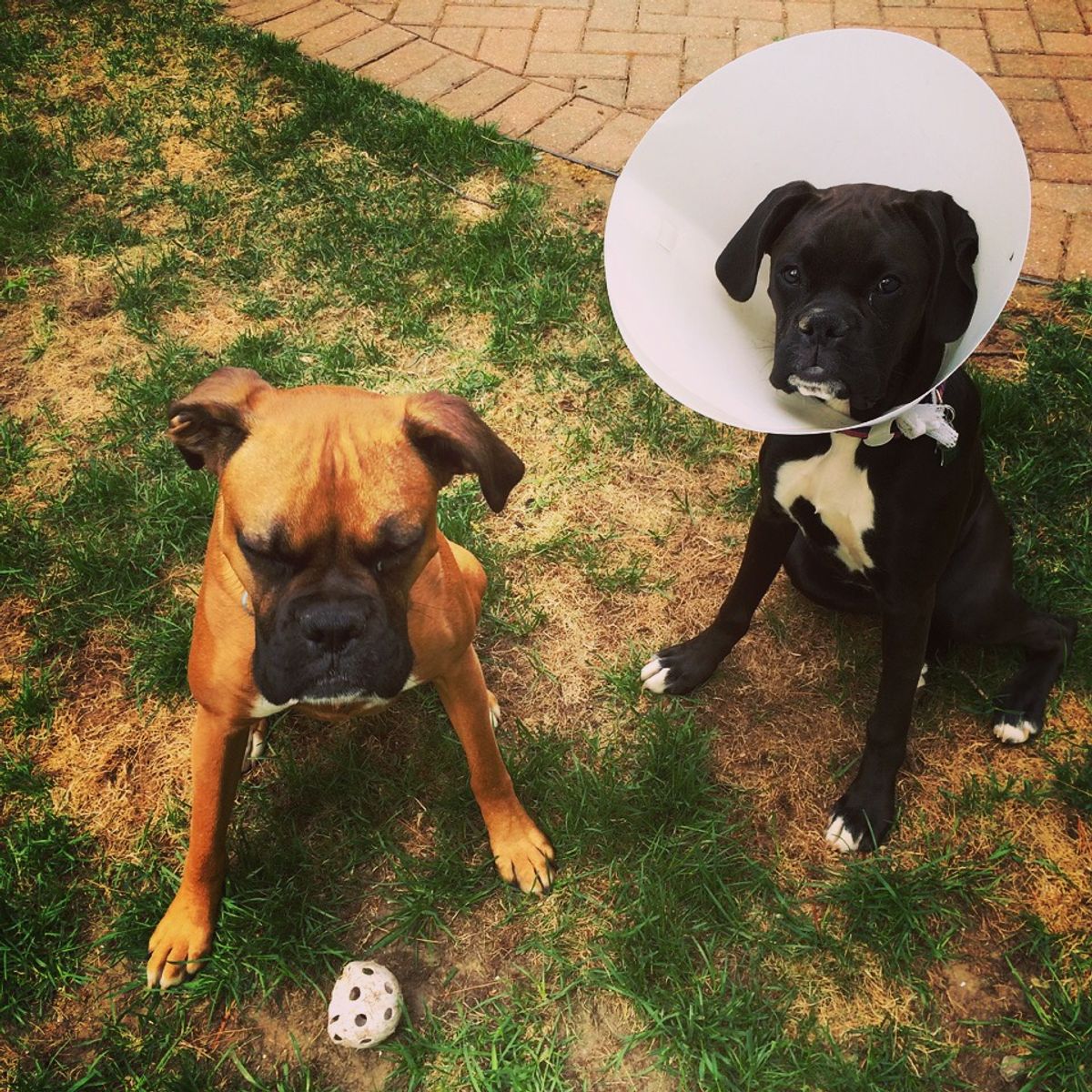 9 Reasons It Is Scientifically Proven That Boxers Are The BEST Dogs