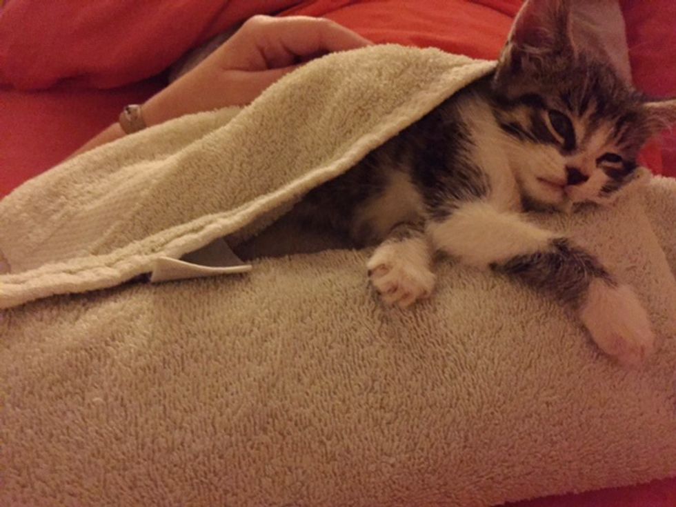 Man Saves Kitten From Drowning After Hurricane and Brings Him Back to ...