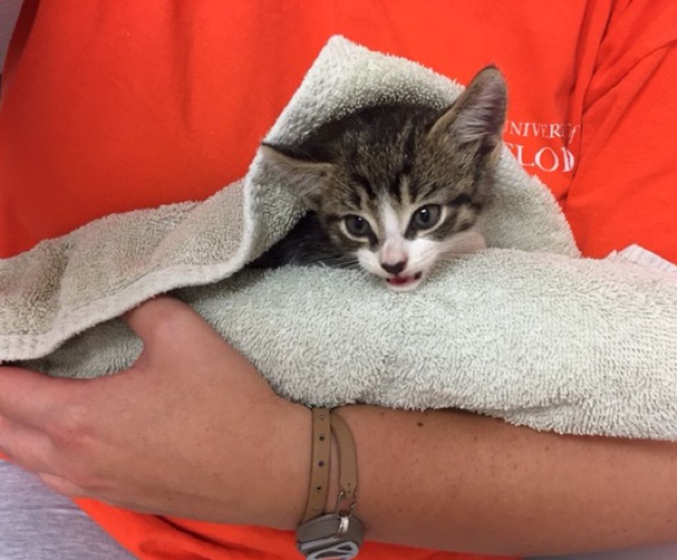 Man Saves Kitten From Drowning After Hurricane and Brings Him Back to ...