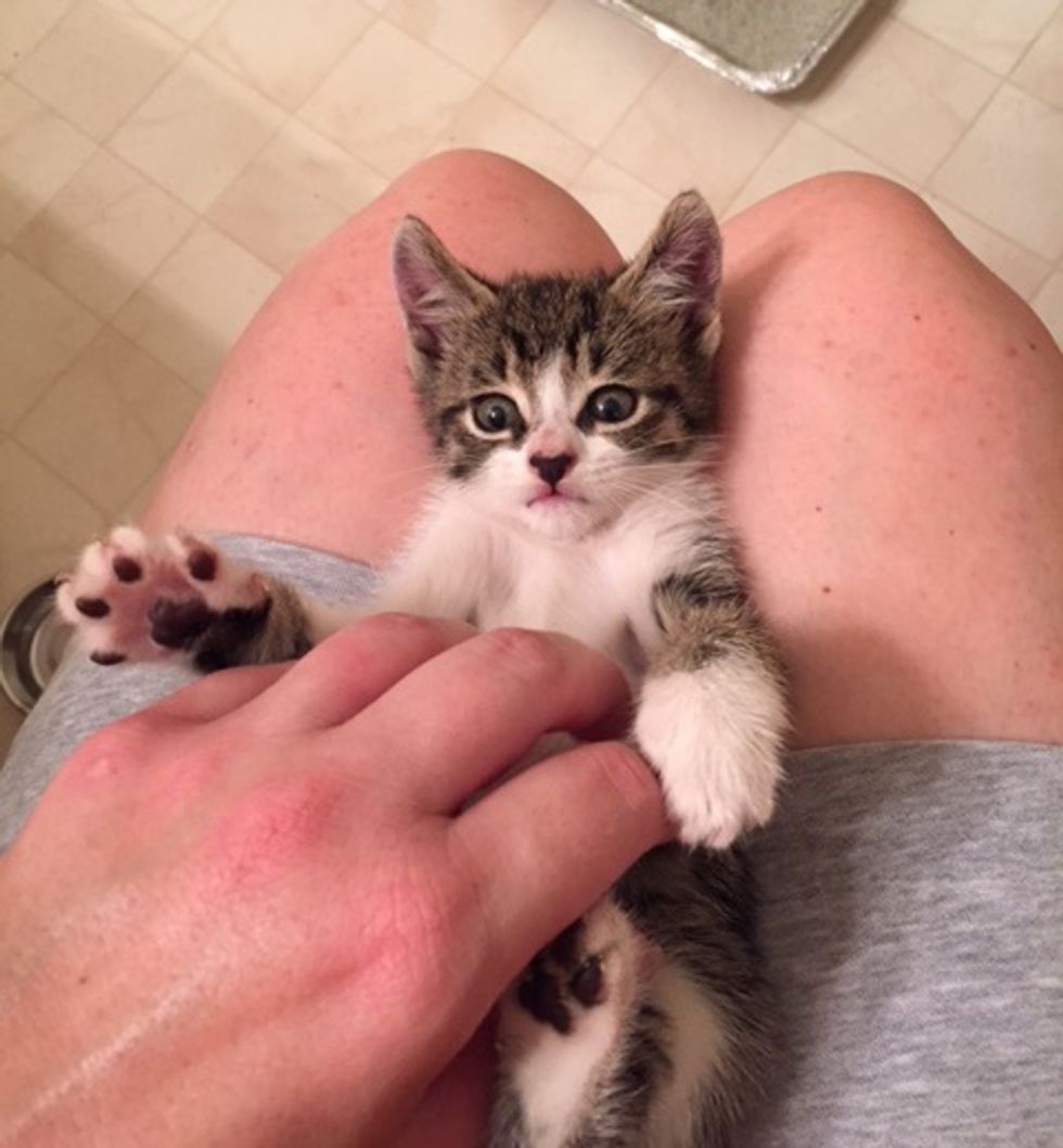 Man Saves Kitten From Drowning After Hurricane and Brings Him Back to ...