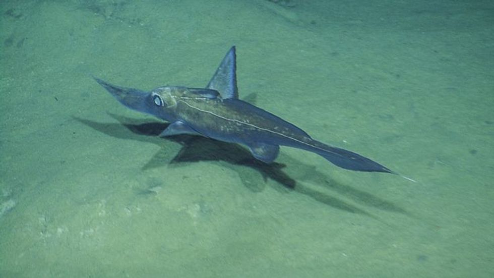 10 Deep Sea Critters You've Never Heard Of