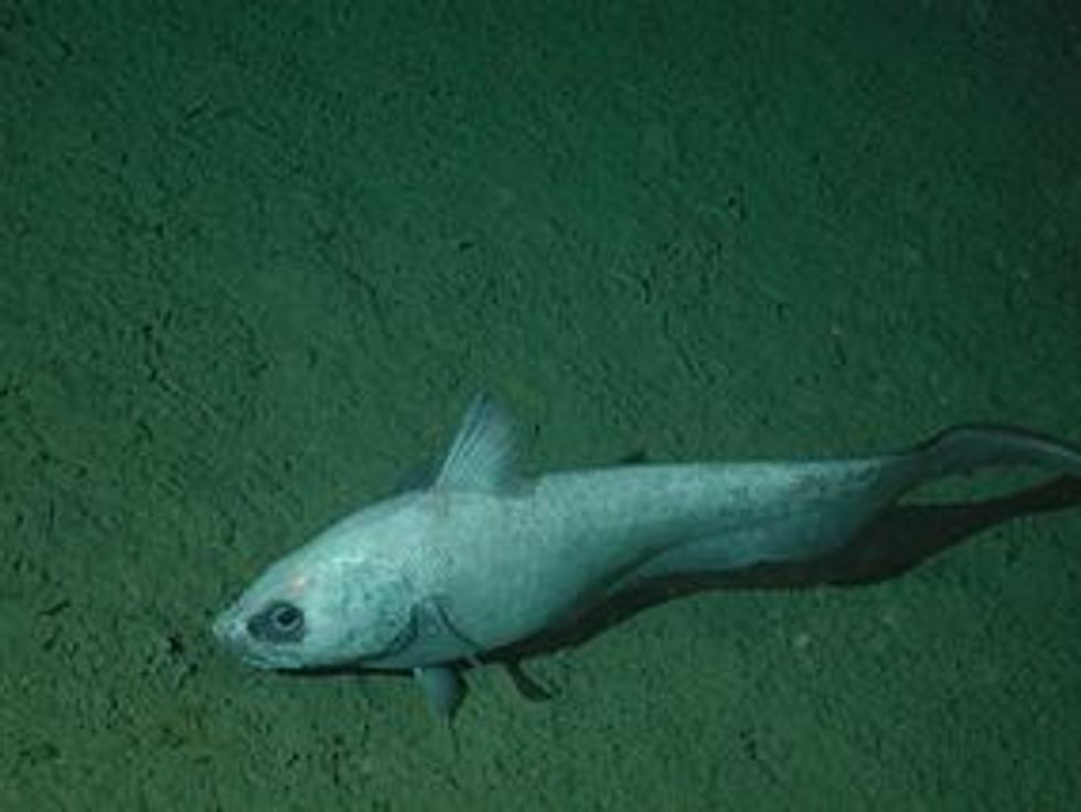10 Deep Sea Critters You've Never Heard Of