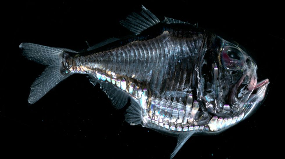 10 Deep Sea Critters You've Never Heard Of