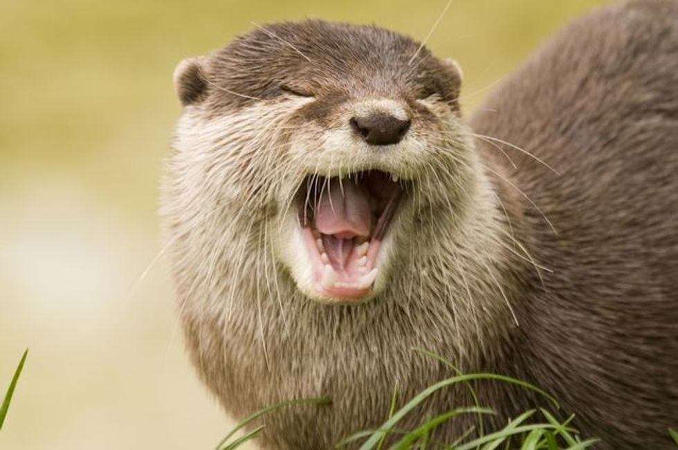 7 Otter Facts That Prove They're The World's Best Animal