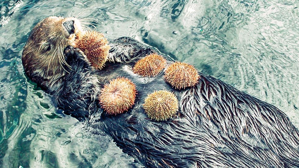 7 Otter Facts That Prove They're The World's Best Animal