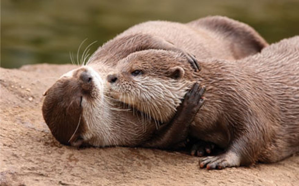 7 Otter Facts That Prove They're The World's Best Animal