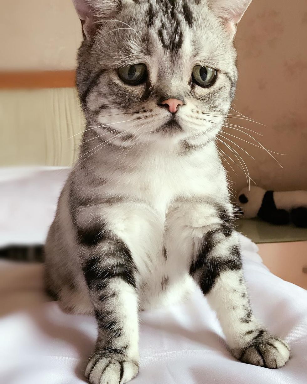 Cat With Permanent Worried Eyes Uses His Charm to Melt Your Heart in ...