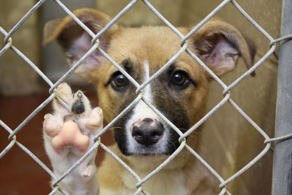 5 Reasons You Should Adopt A Shelter Dog