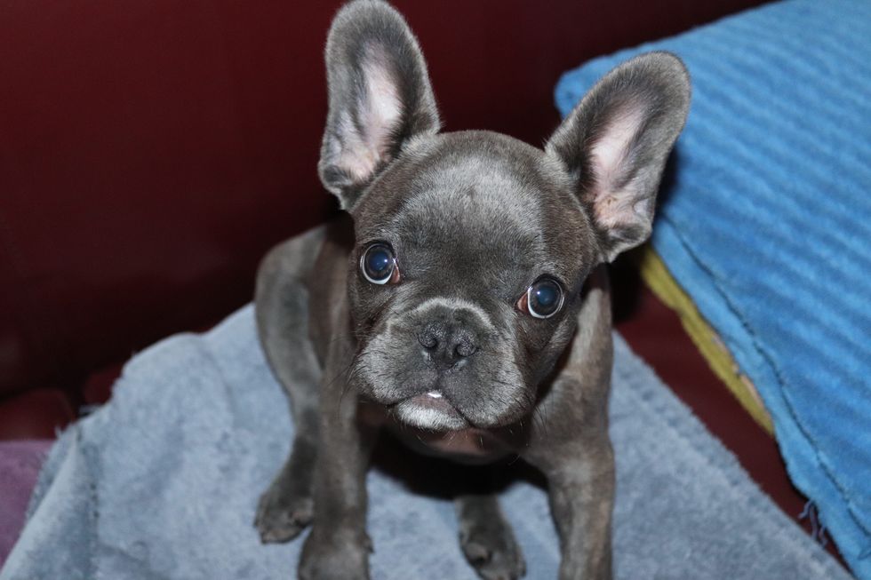 10 Reasons Why You Should Never Own A Frenchie 10 Reasons Why You Should Never Own A Frenchie