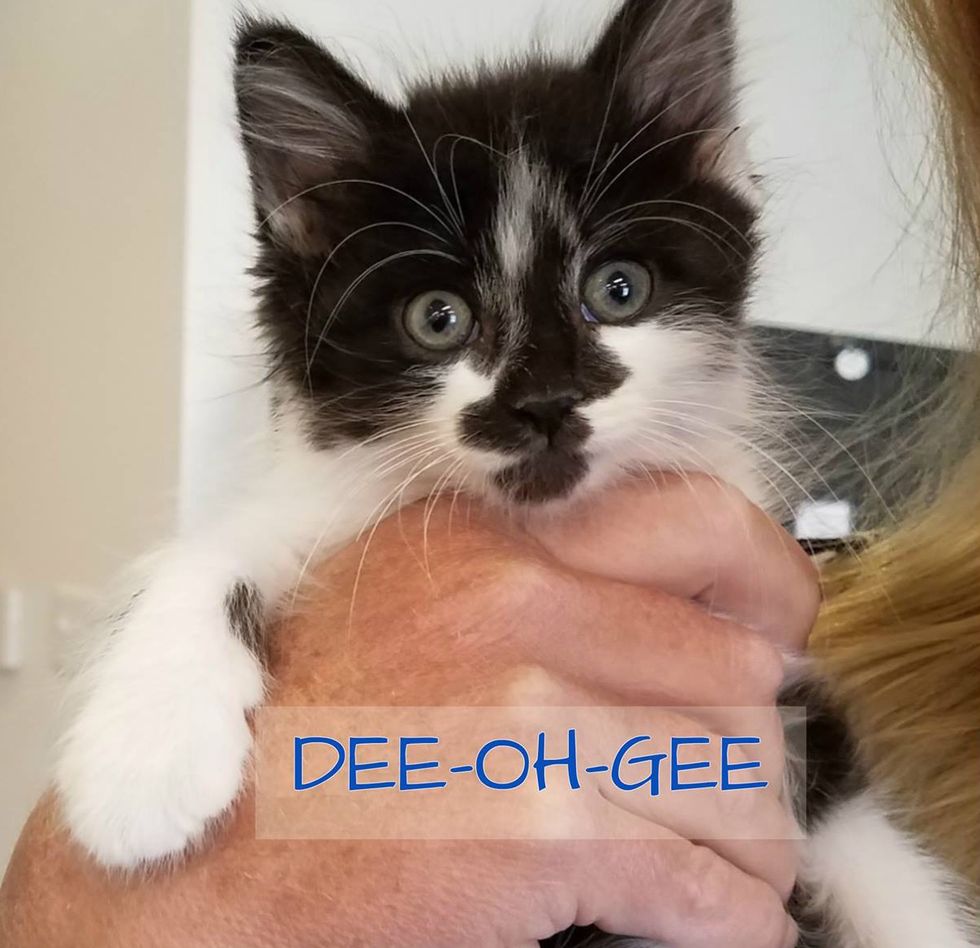 Stray Kitten Turns Office Cat, Now Trains Service Dogs Like a Pro ...