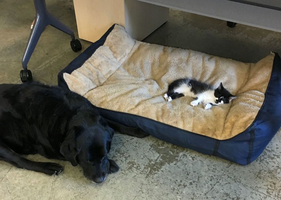 Stray Kitten Turns Office Cat, Now Trains Service Dogs Like a Pro ...