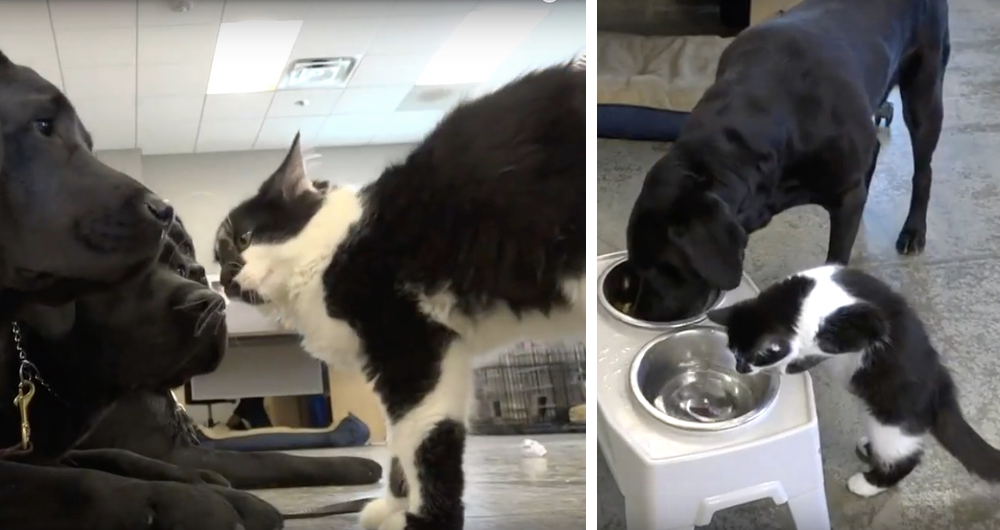 Stray Kitten Turns Office Cat, Now Trains Service Dogs Like a Pro ...