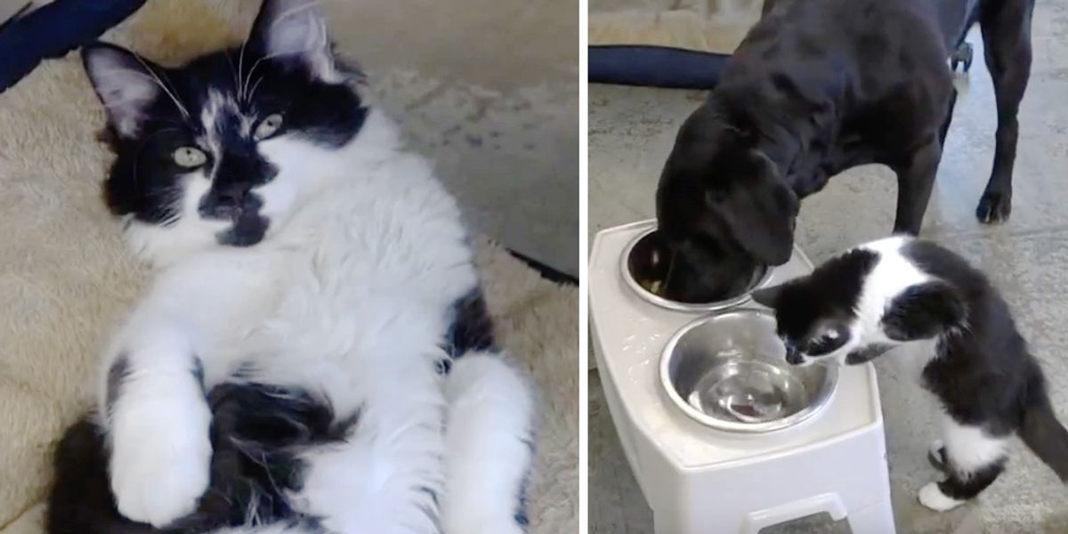 Stray Kitten Turns Office Cat, Now Trains Service Dogs Like a Pro ...