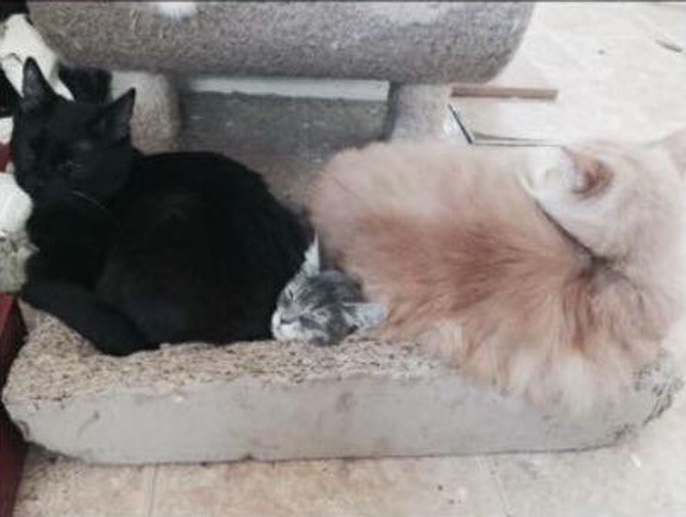 Cat Never Grew, a Forever Kitten, Surprises Everyone With Her Fight to ...