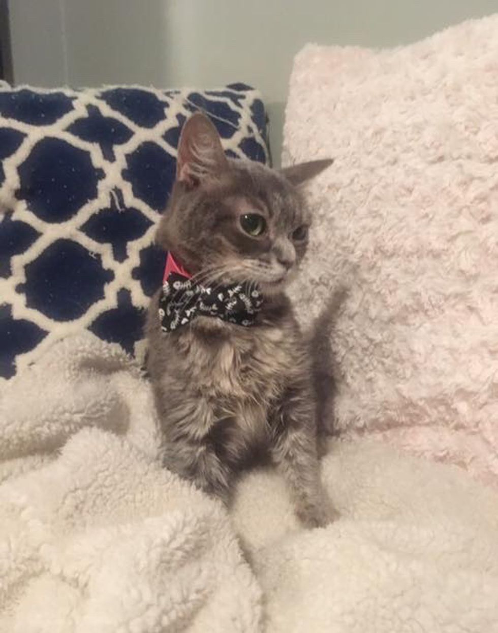 Cat Never Grew, a Forever Kitten, Surprises Everyone With Her Fight to ...