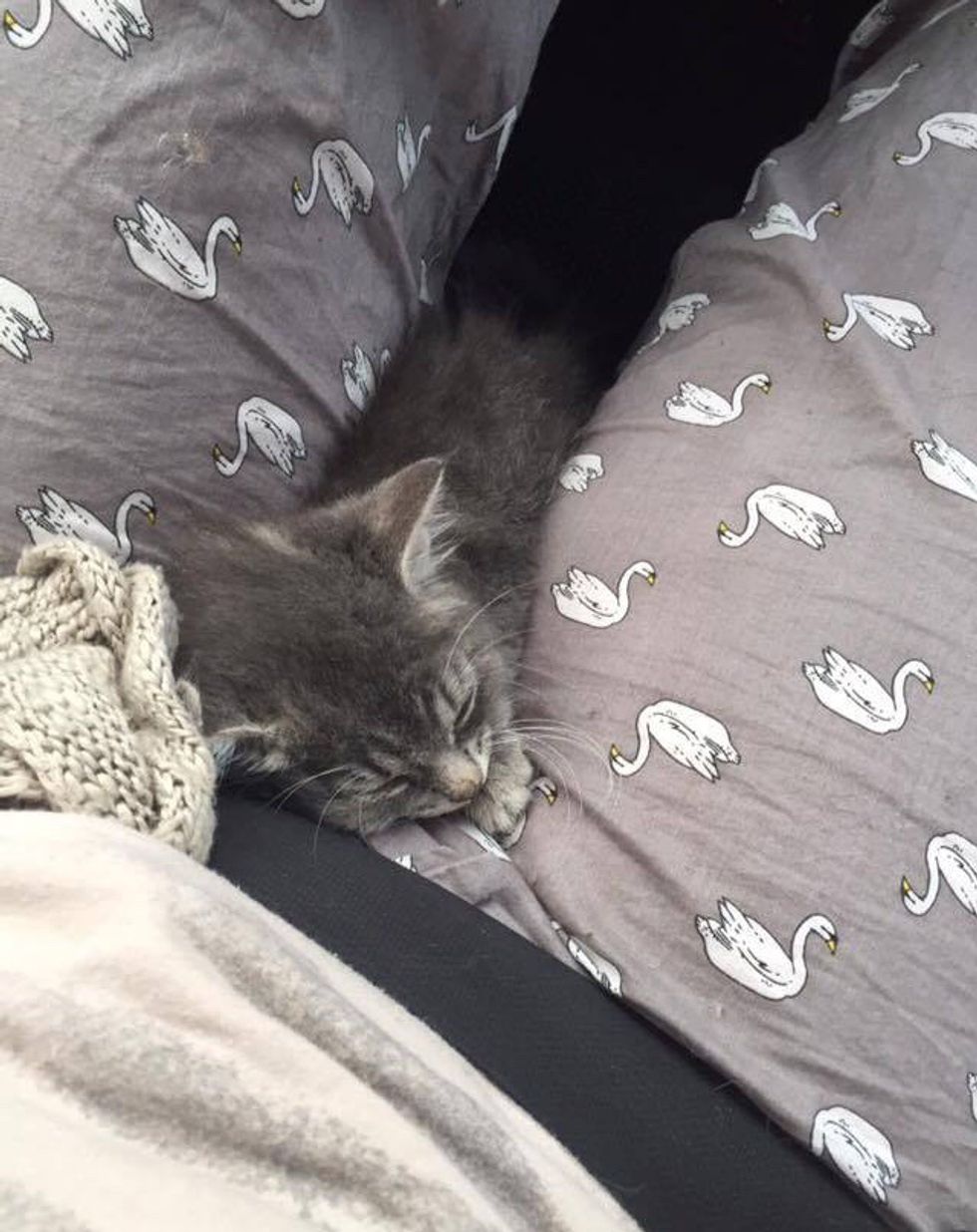 Cat Never Grew, a Forever Kitten, Surprises Everyone With Her Fight to ...