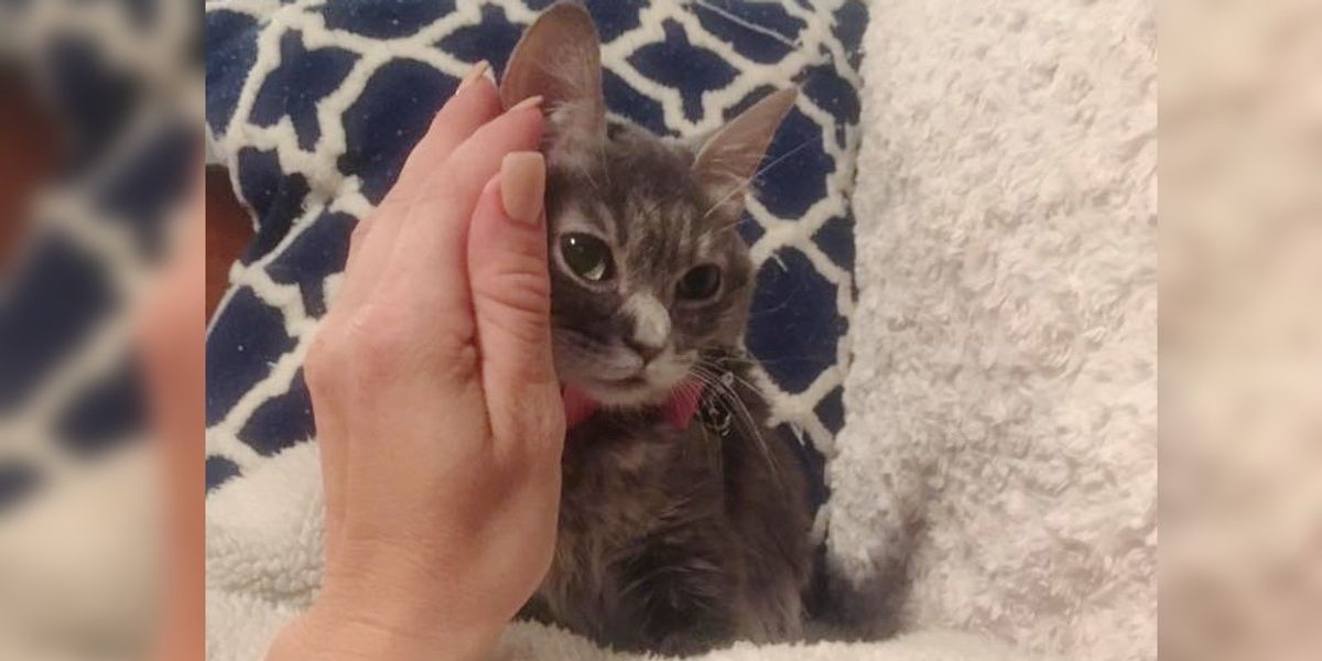 Cat Never Grew, a Forever Kitten, Surprises Everyone With Her Fight to ...