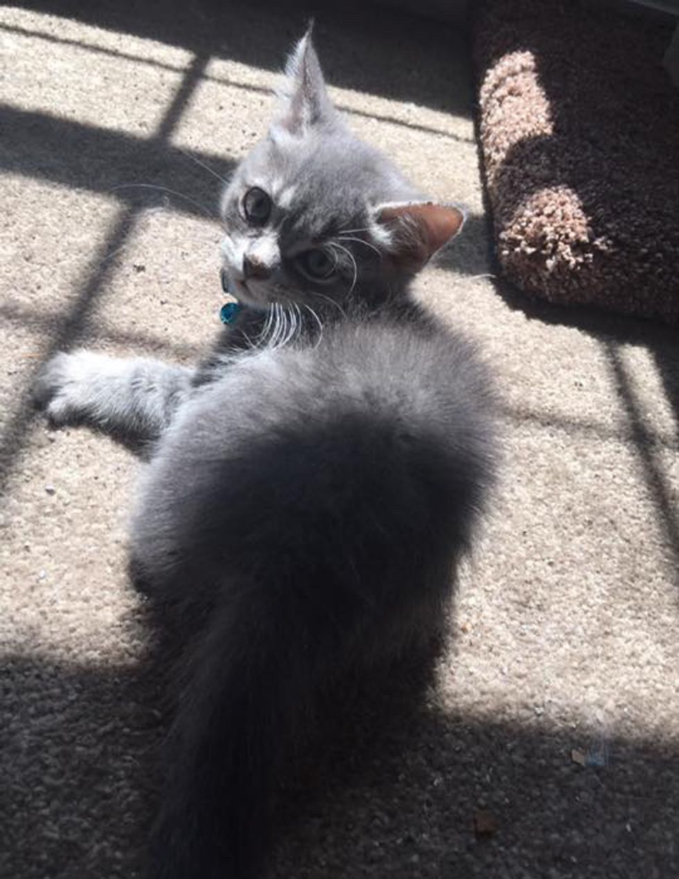 Cat Never Grew, a Forever Kitten, Surprises Everyone With Her Fight to ...