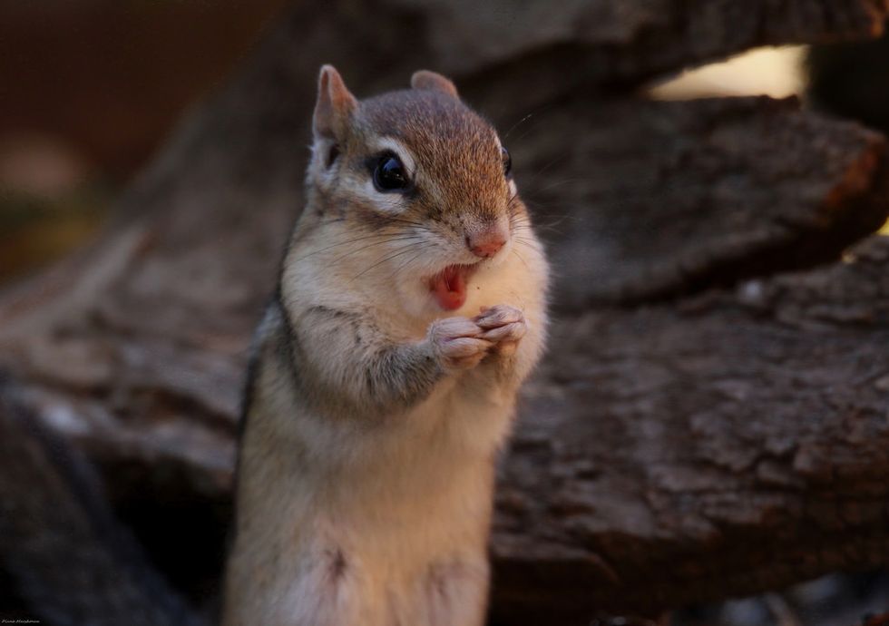 Cool Things You Probably Didn't Know About Chipmunks