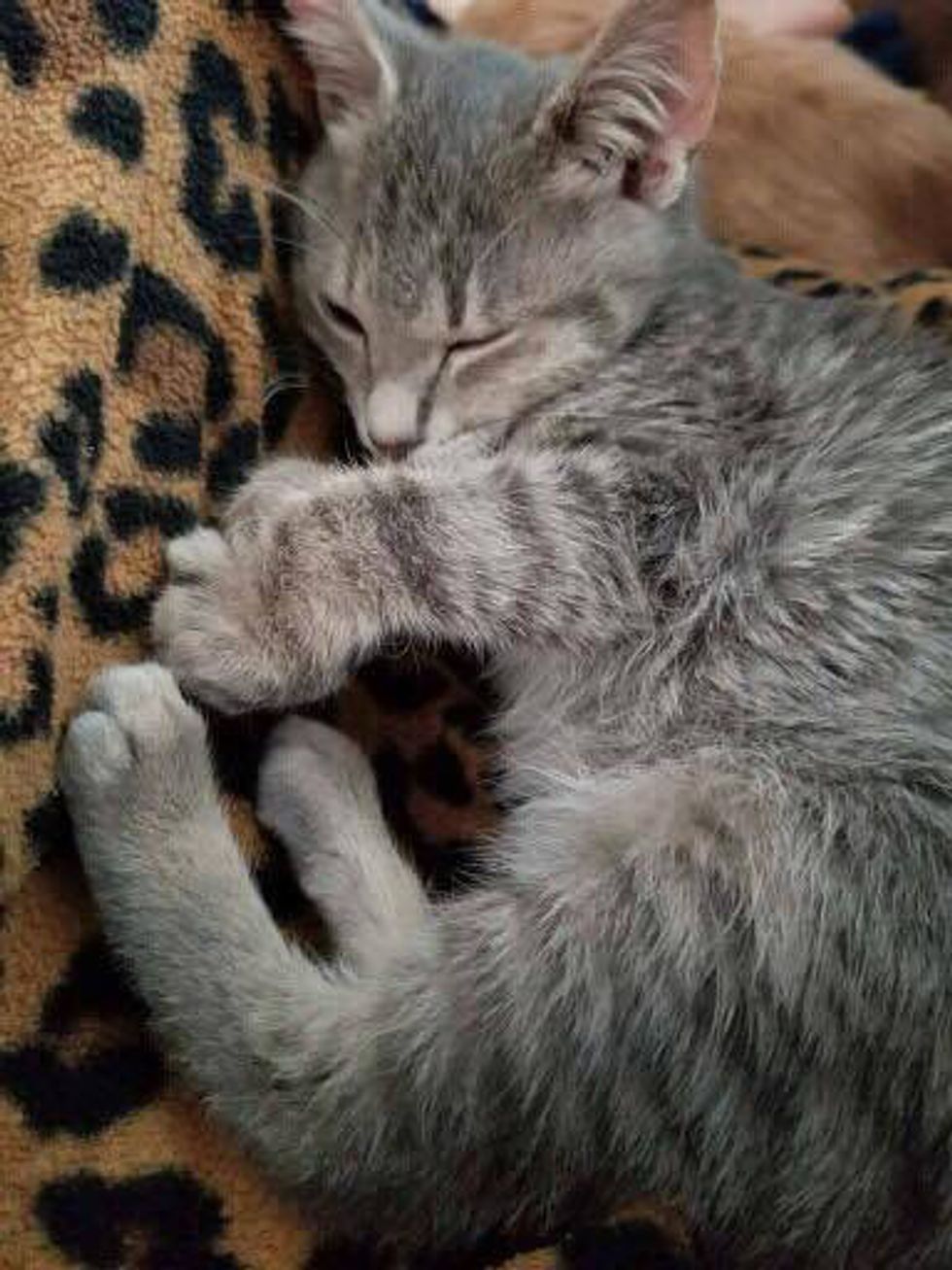 Kitten with Special Feet Walks Up to Woman for Love - Love Meow