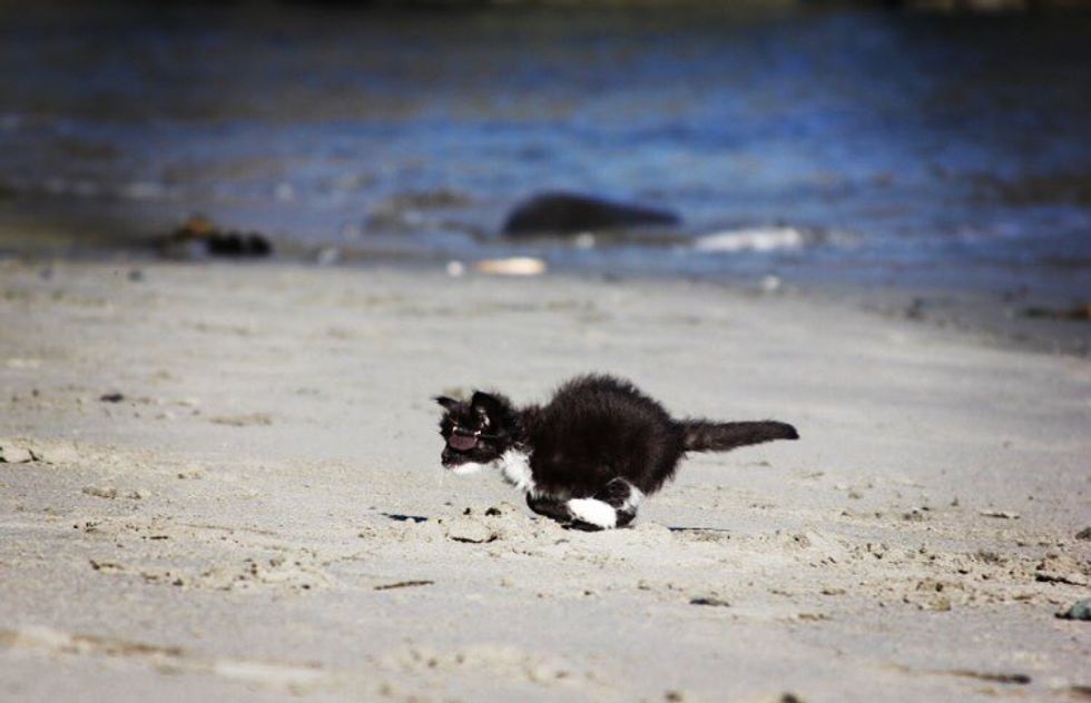 Miracle Kitten Gets Eye Patch to Help Him Heal, Now a Month After ...