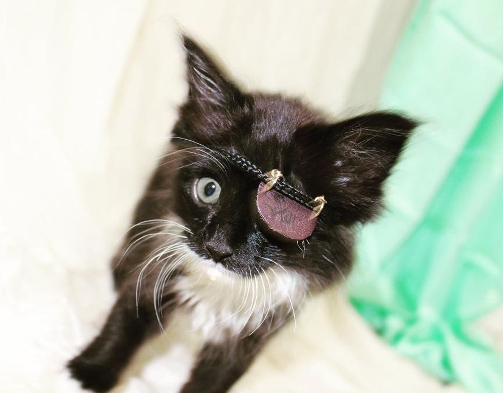 Miracle Kitten Gets Eye Patch to Help Him Heal, Now a Month After ...