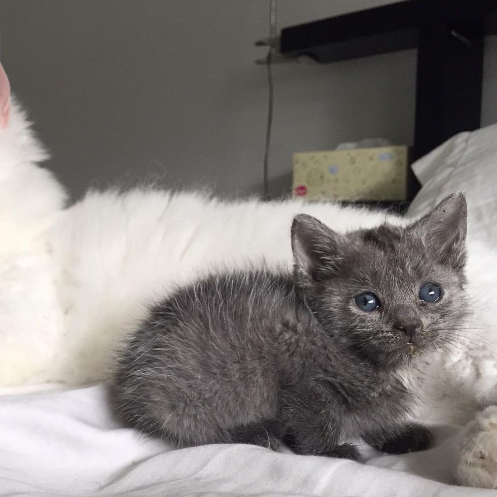 Man Becomes Dad To Runty Kitten and Raises Her Into Shoulder Cuddler ...