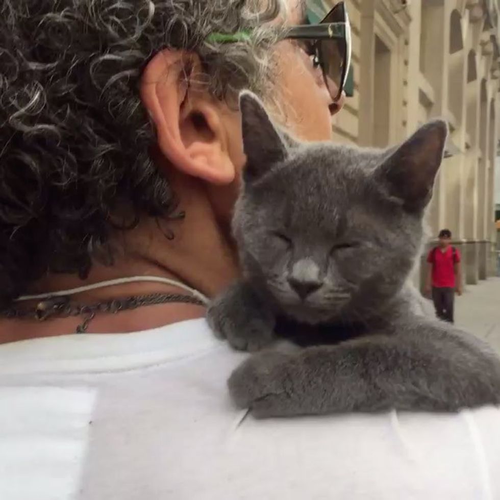 Man Becomes Dad To Runty Kitten and Raises Her Into Shoulder Cuddler ...