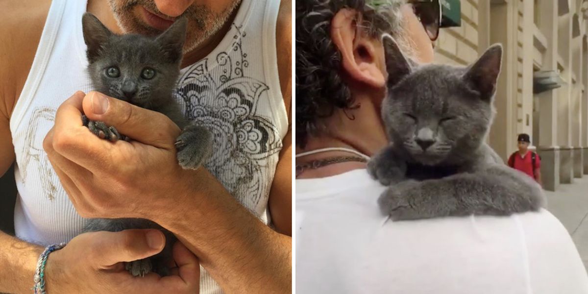 Man Becomes Dad To Runty Kitten and Raises Her Into Shoulder Cuddler ...