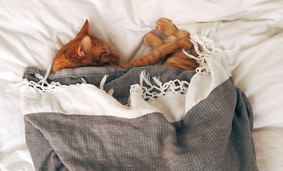 How To Get Ready In Less Than 20 Minutes, As Told By Cat Gifs
