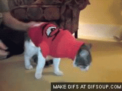 How To Get Ready In Less Than 20 Minutes, As Told By Cat Gifs