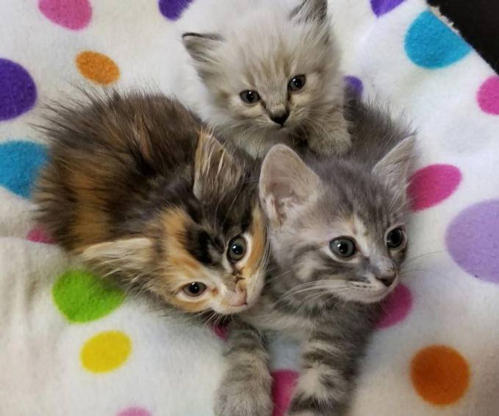 Two Sister Kittens Become Family to Tinier Orphaned Kitten So She Won't ...