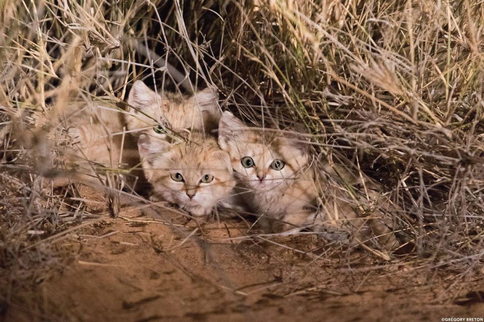 Sand Cat Kittens Spotted in the Wild for First Time and Captured on ...