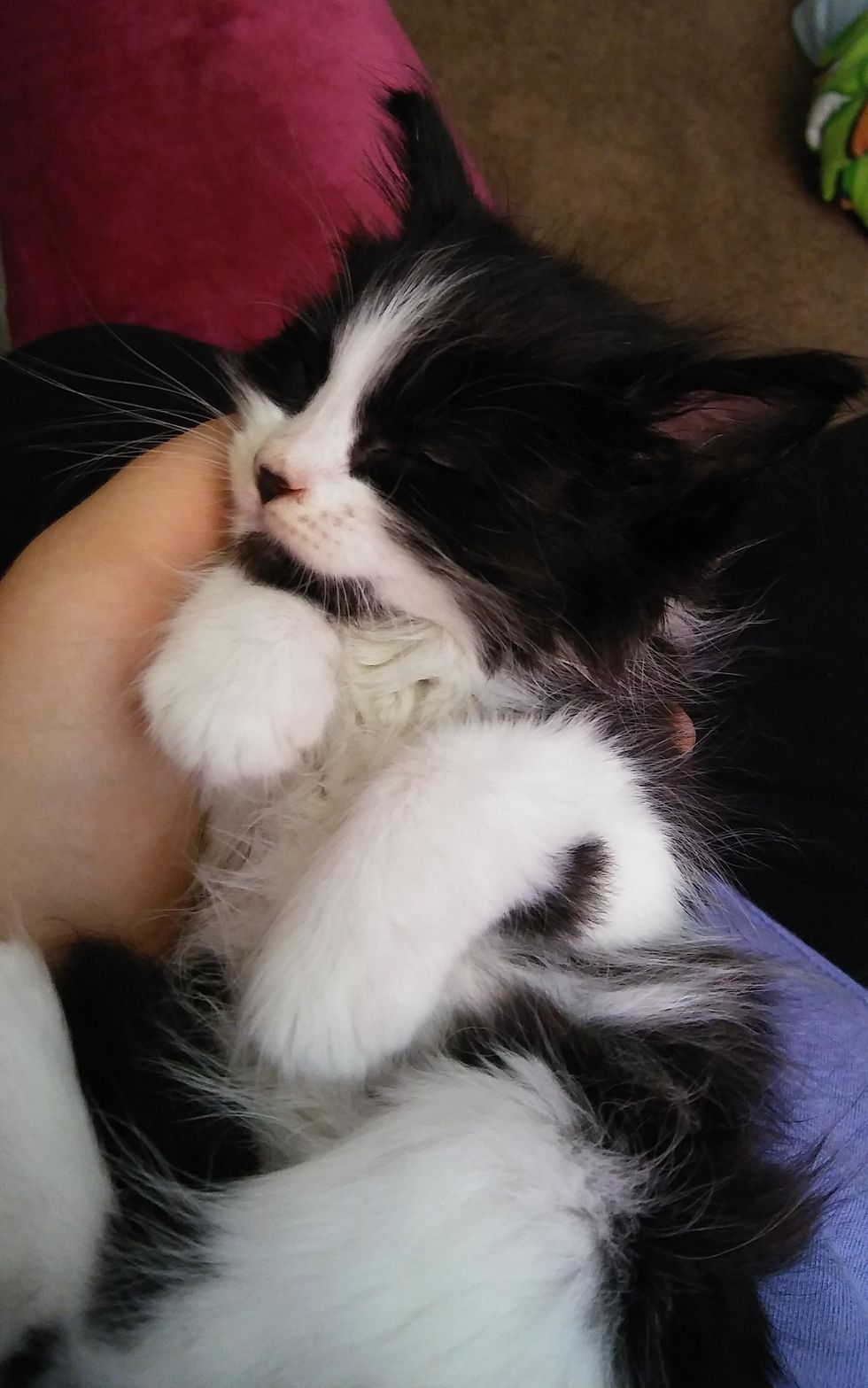 Woman Gets on Bus But Comes Out with Tiny Kitten In Her Arms, Meowing for Love... - Love Meow