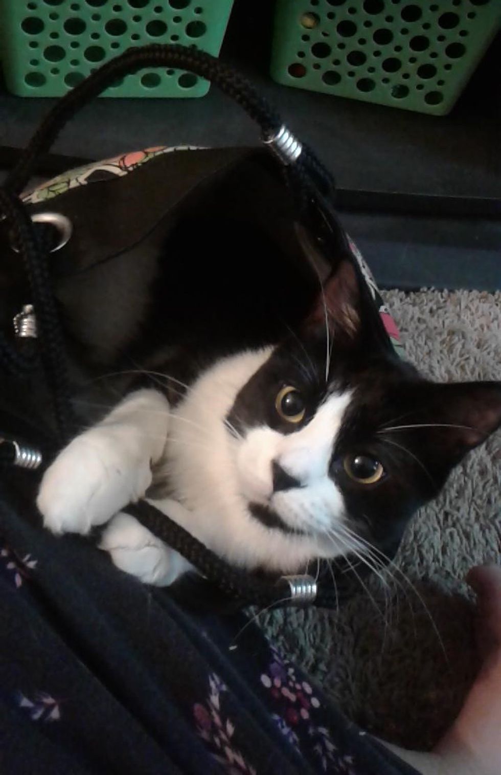 Woman Gets on Bus But Comes Out with Tiny Kitten In Her Arms, Meowing for Love... - Love Meow