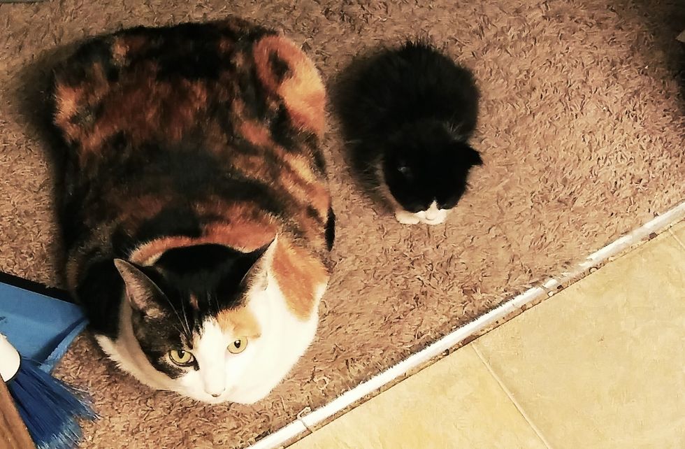 Woman Gets on Bus But Comes Out with Tiny Kitten In Her Arms, Meowing for Love... - Love Meow