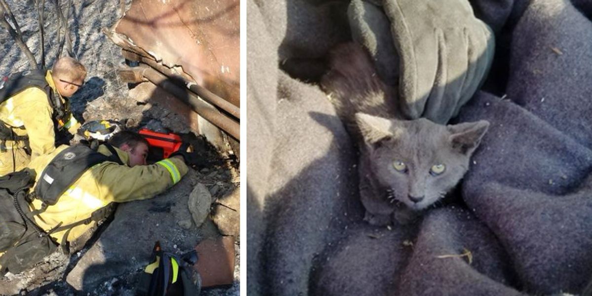 Kitten Survived Massive Wildfire is Spotted on Burnt Hillside — Fire ...