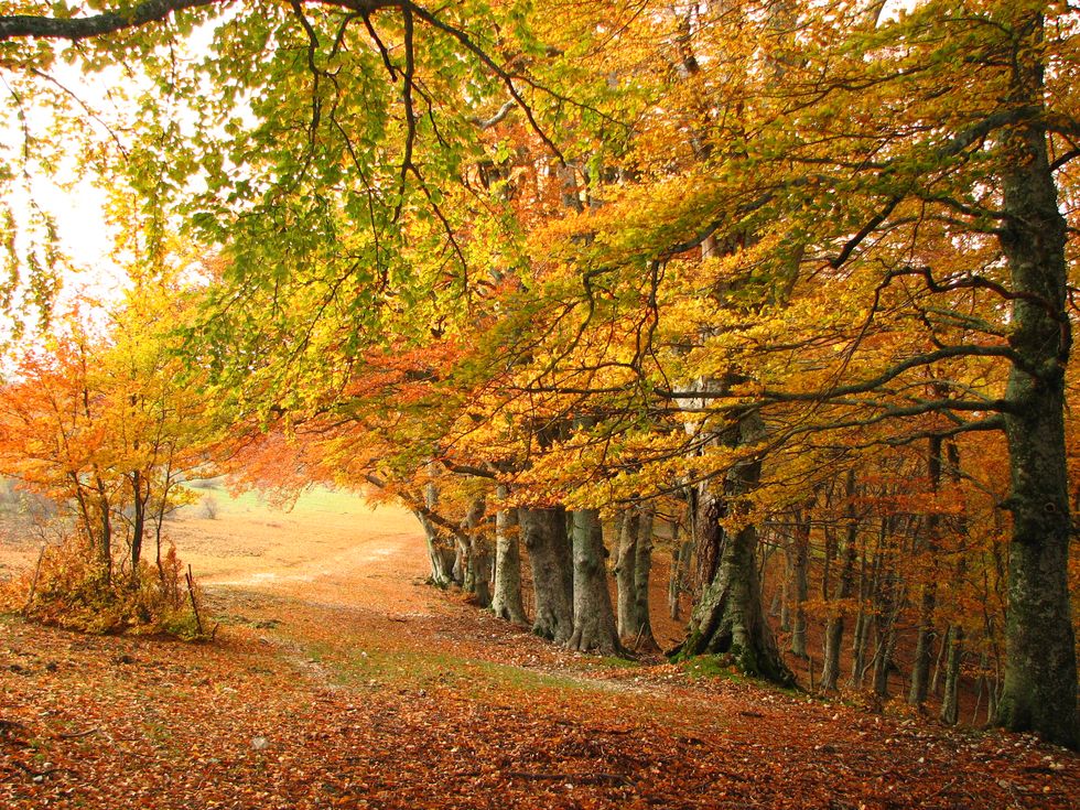 10 Healthy Fall Activities