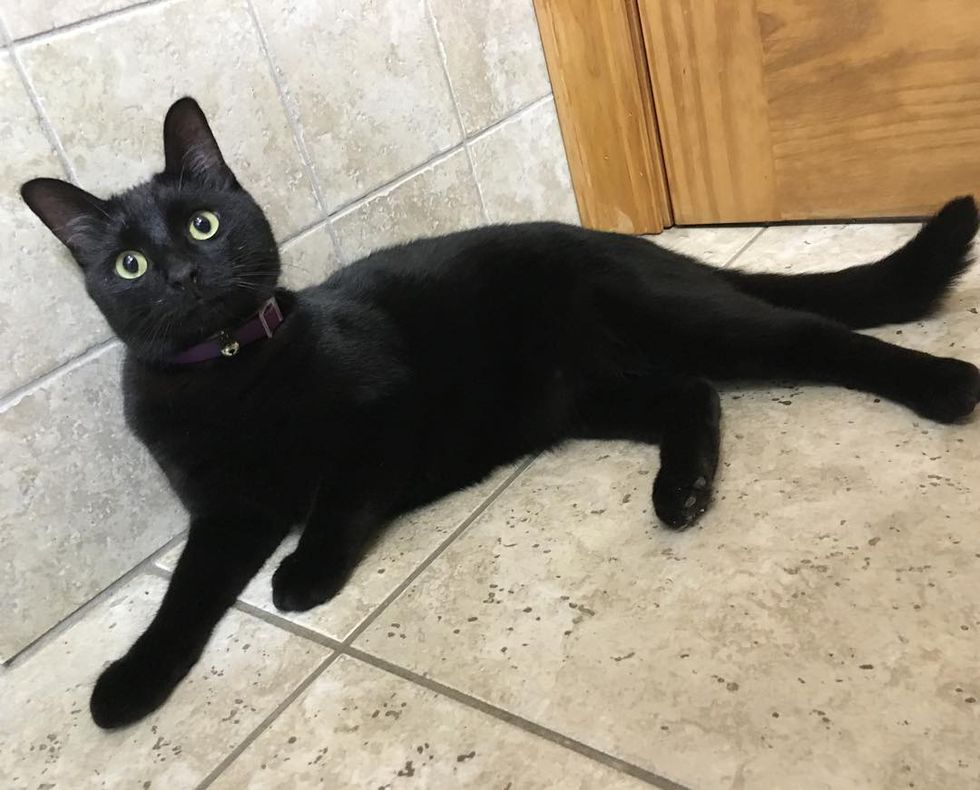 Blind Raccoon Brought Kittens to His Human Friend and Saved Their Lives ...