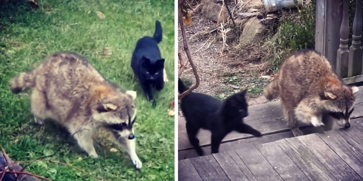 Blind Raccoon Brought Kittens to His Human Friend and Saved Their Lives ...
