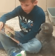Young Boy Reads to Shelter Cats and Gets a Captive Audience in This ...