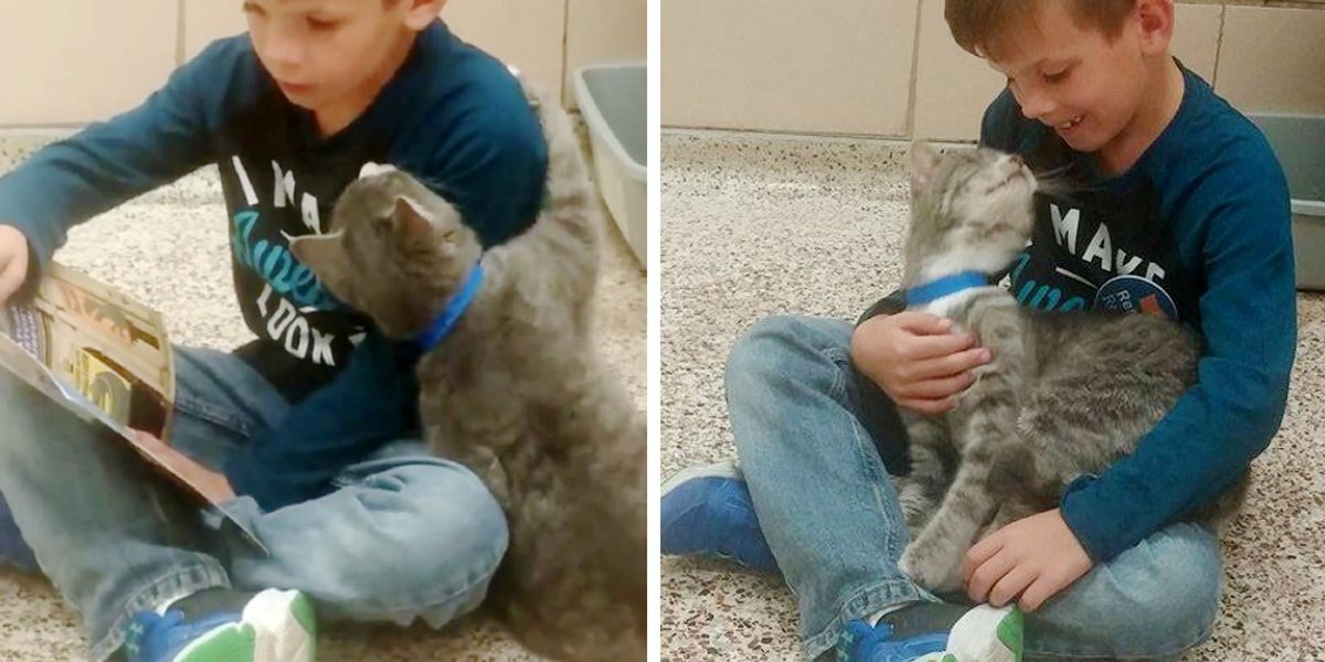 Young Boy Reads to Shelter Cats and Gets a Captive Audience in This ...