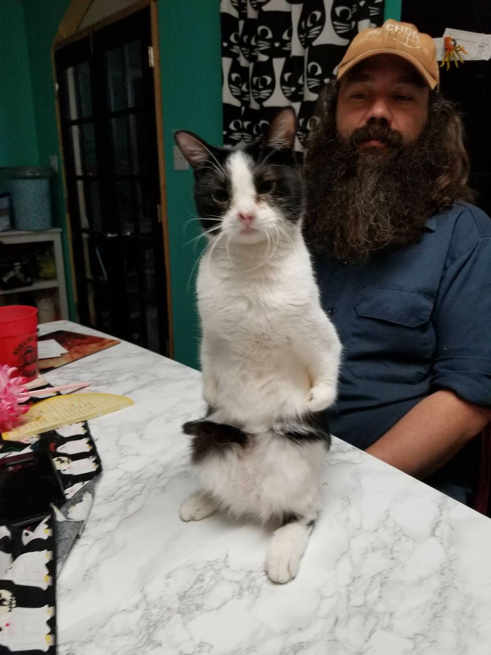 Woman Saves "Special abled" Cat that No One Wanted and Turns Her Life ...