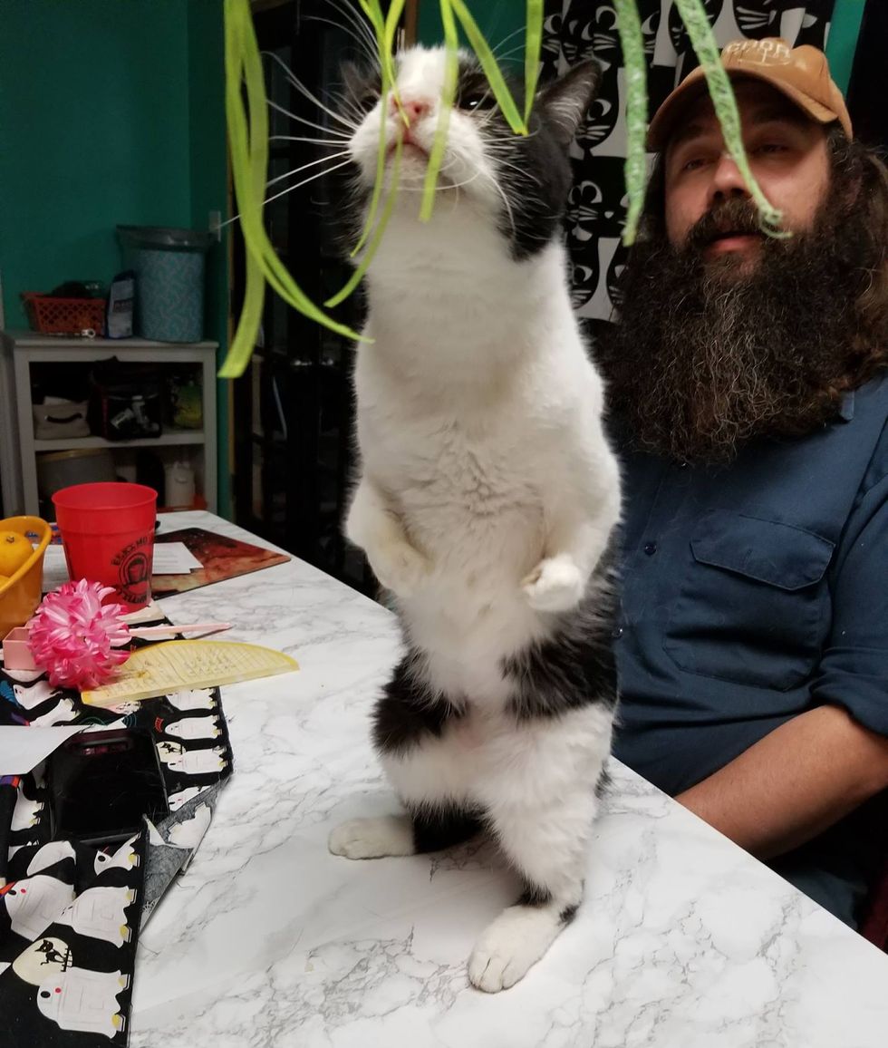 Woman Saves "Special abled" Cat that No One Wanted and Turns Her Life ...