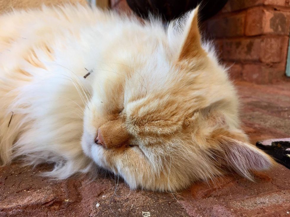 Neighbor's Cat Starts Visiting Family Nearly Every Day After They Lost ...