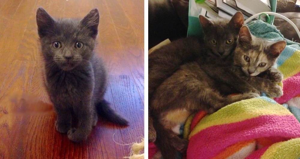 Rescue Kitty Helps a Tripawd Kitten Heal with Cuddles and Purrs ...